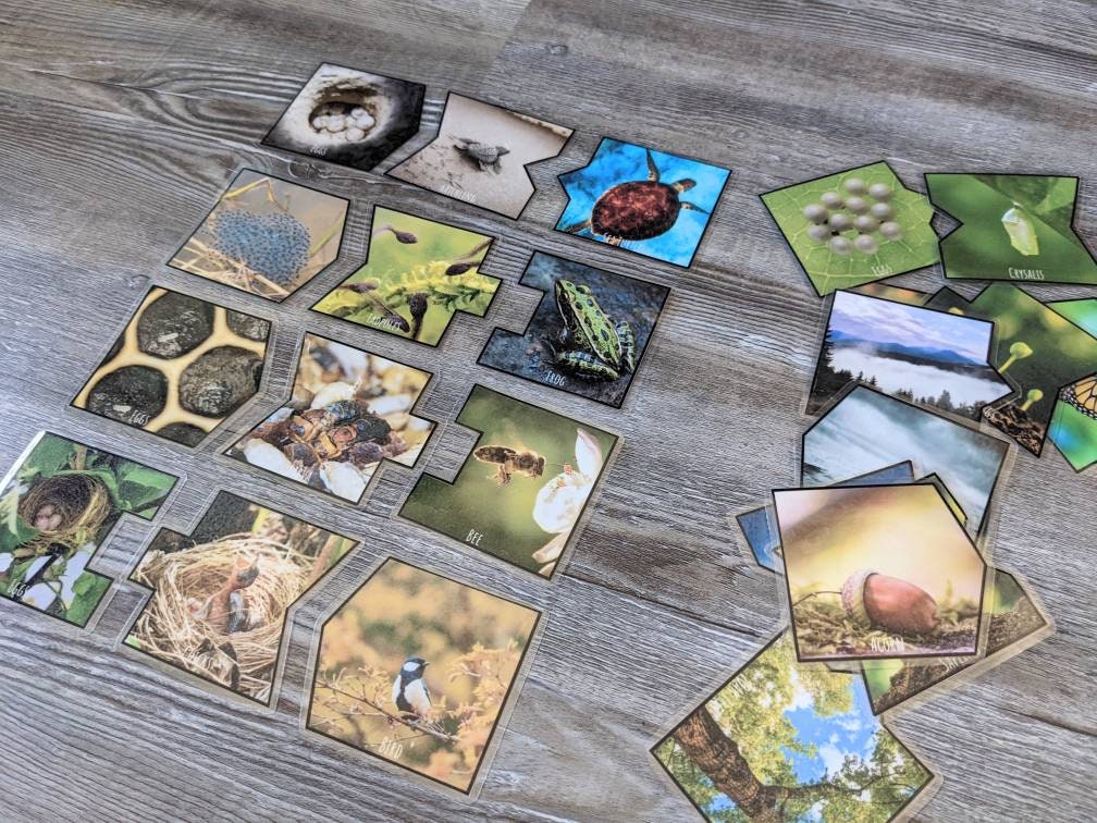 Life Cycle Puzzle Cards Animals Science Homeschool - Etsy