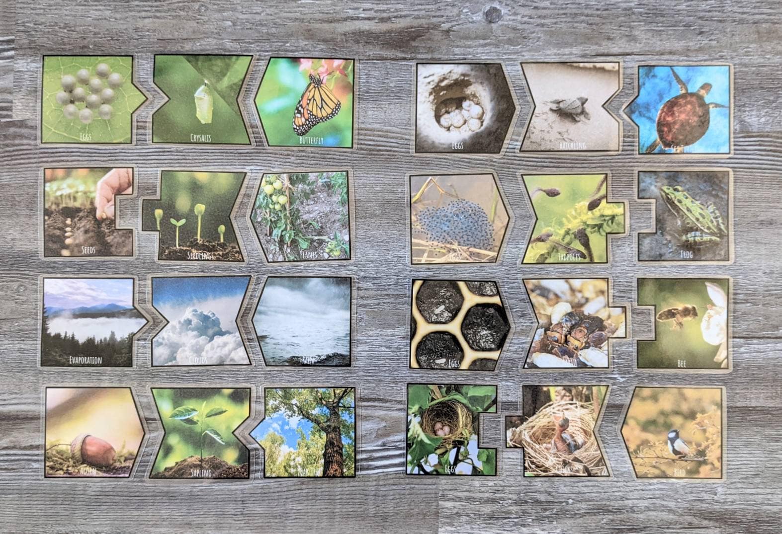 Life Cycle Puzzle Cards Animals Science Homeschool - Etsy