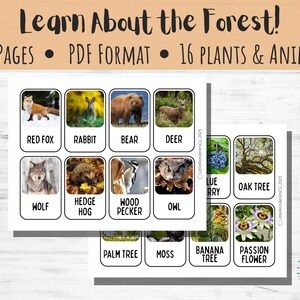 Forest Habitat Unit Study - Animals, Homeschool, Toddler, Quiet Time ...