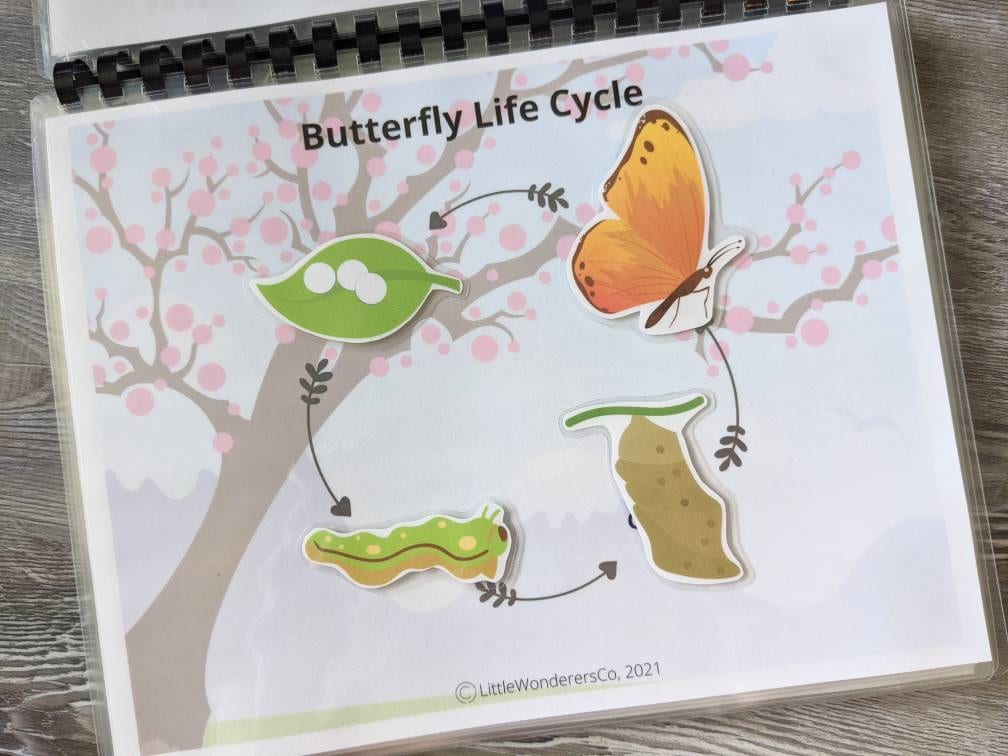 Butterfly Life Cycle Activity Printable - Science, Homeschool, Learn ...