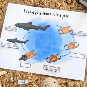 Shark Life Cycle - Poster, Shark Unit Study, Busy Book Activity, Ocean ...