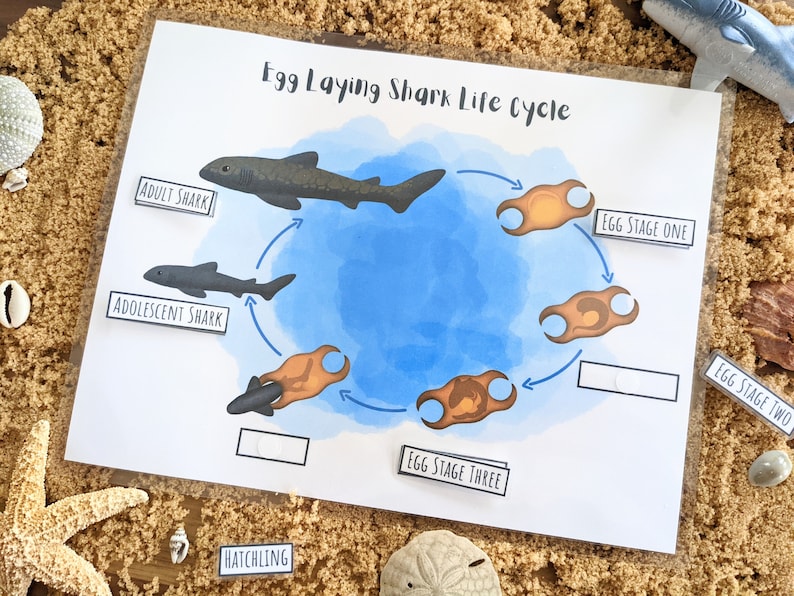 Shark Life Cycle - Poster, Shark Unit Study, Busy Book Activity, Ocean ...