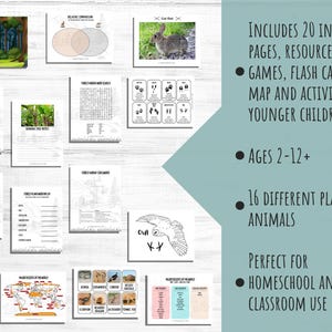 Forest Habitat Unit Study - Animals, Homeschool, Toddler, Quiet Time ...