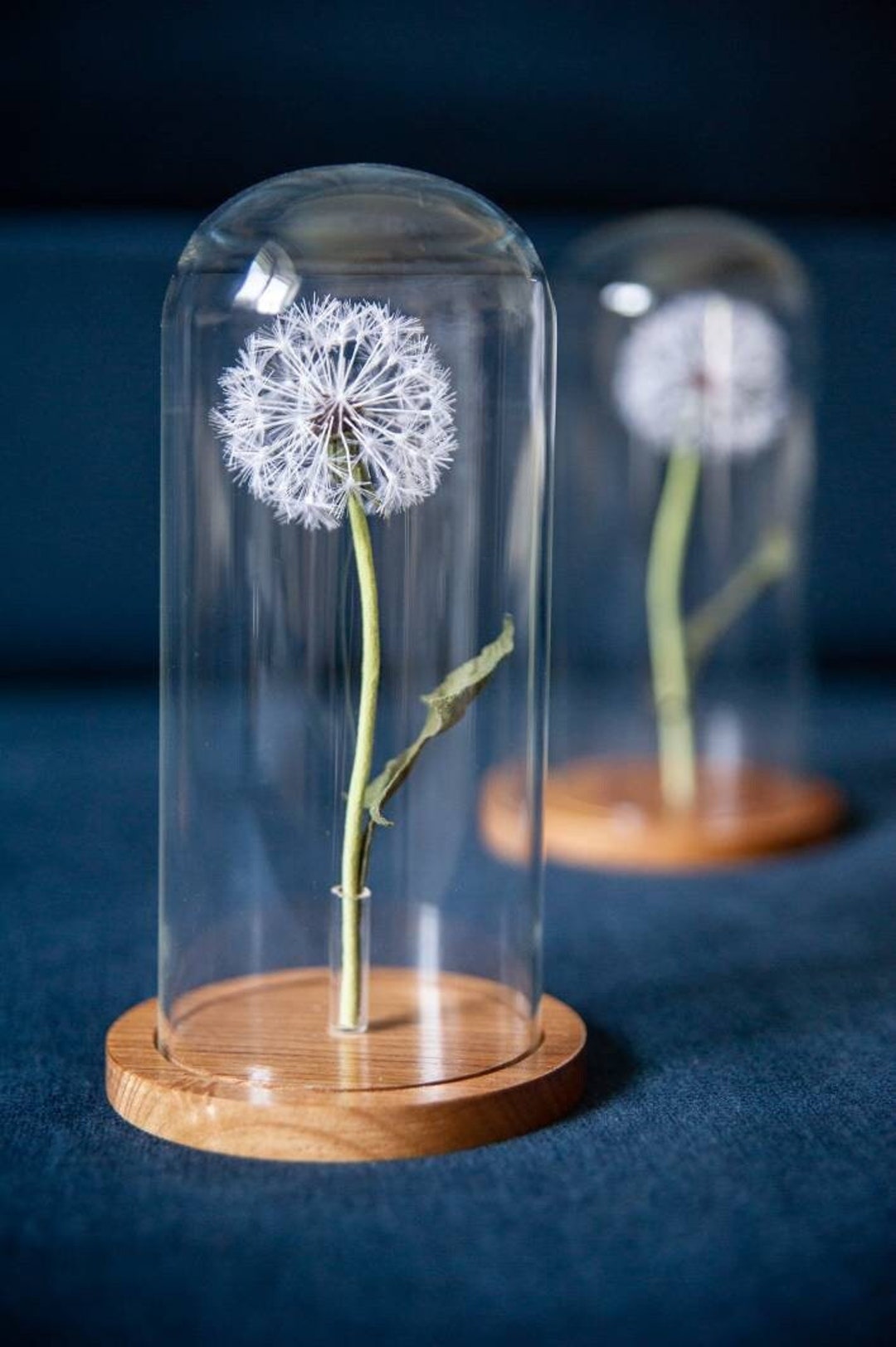 Dandelion Flower in Glass Dome, Plant Curiosity Cabinet Decor ...