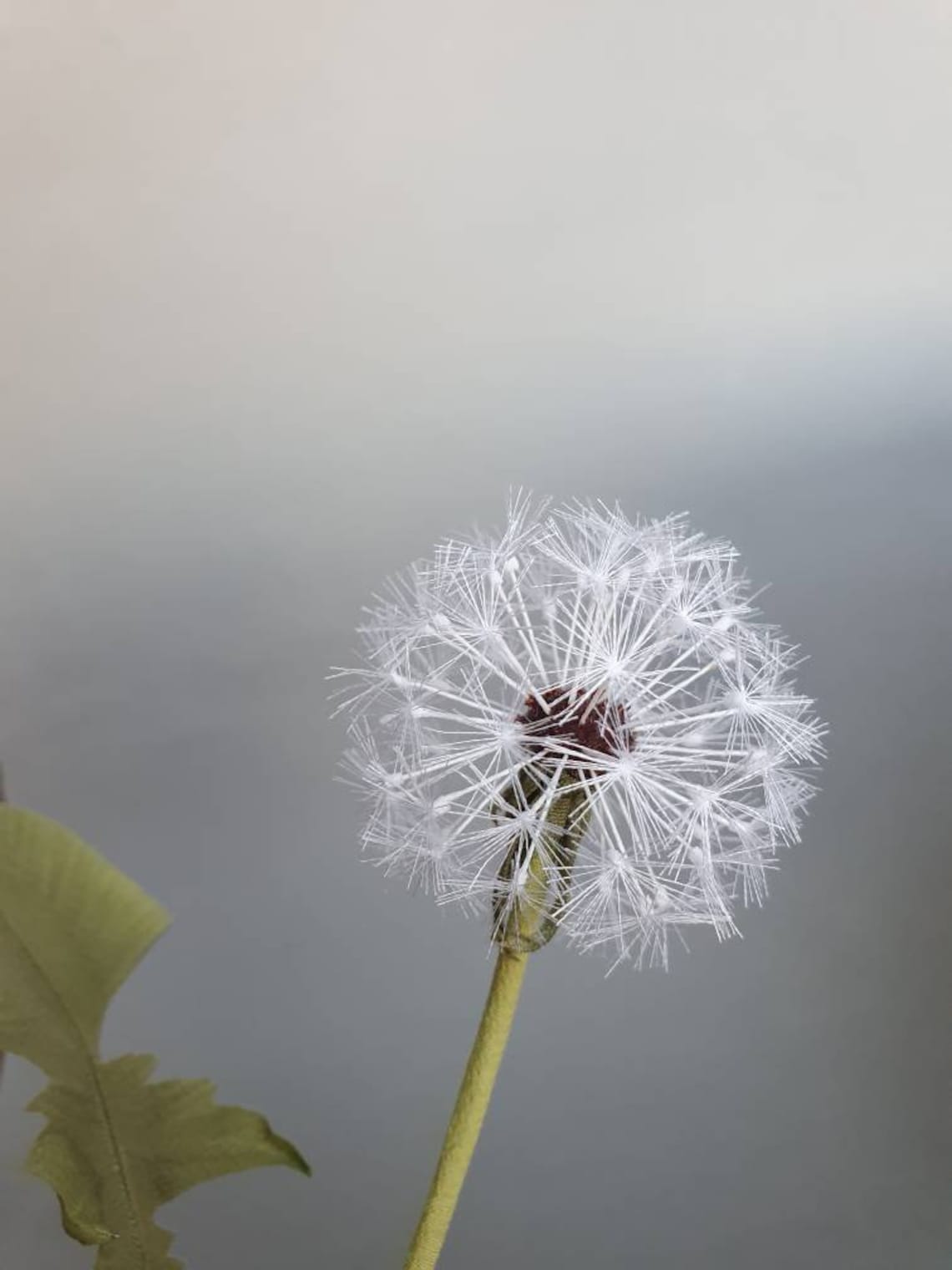 Dandelion Flower in Glass Dome Plant Curiosity Cabinet Decor | Etsy