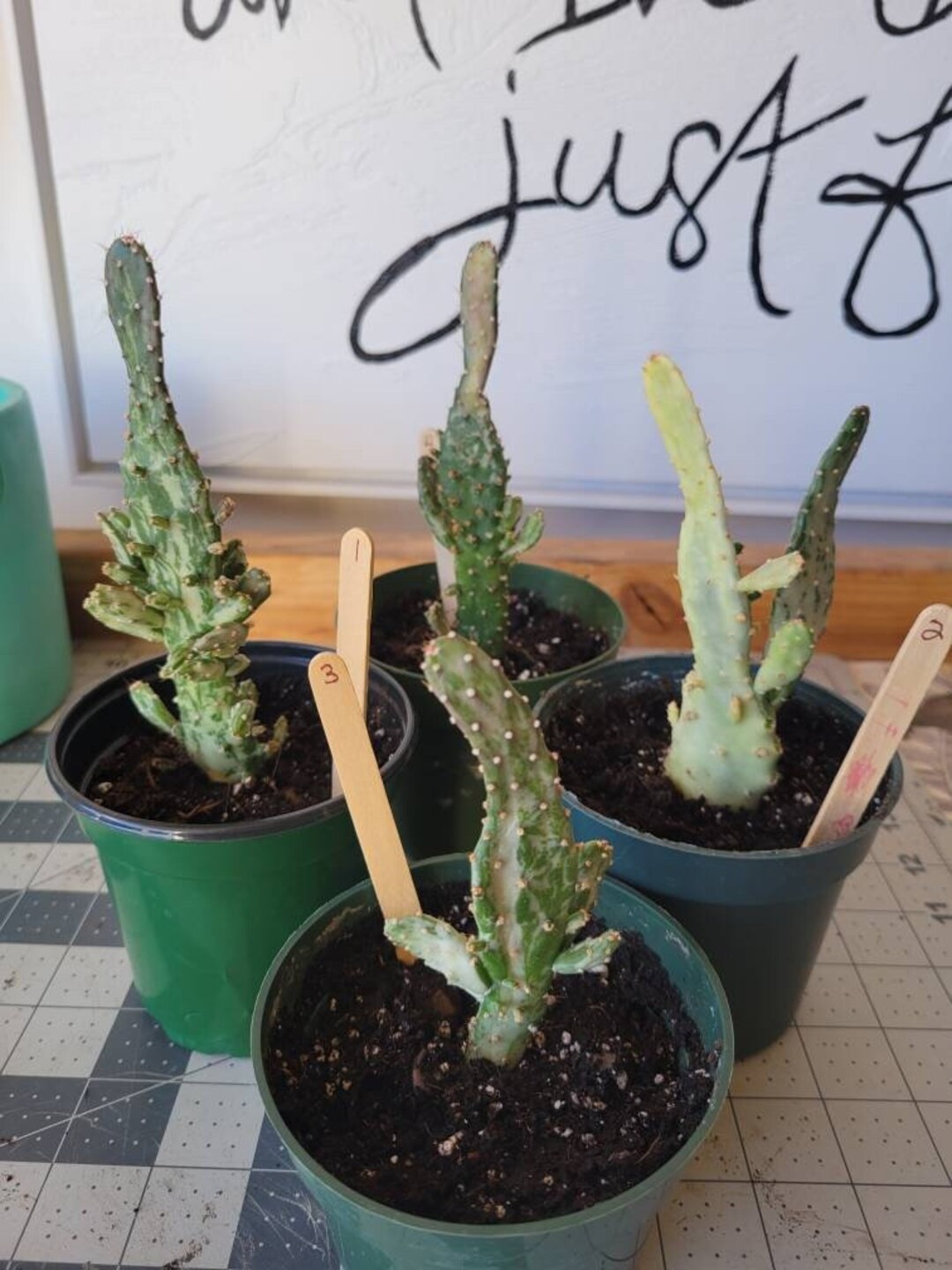 Opuntia Monacantha Monstrose Variegata Cactus 'joseph's Coat' LIVE ...