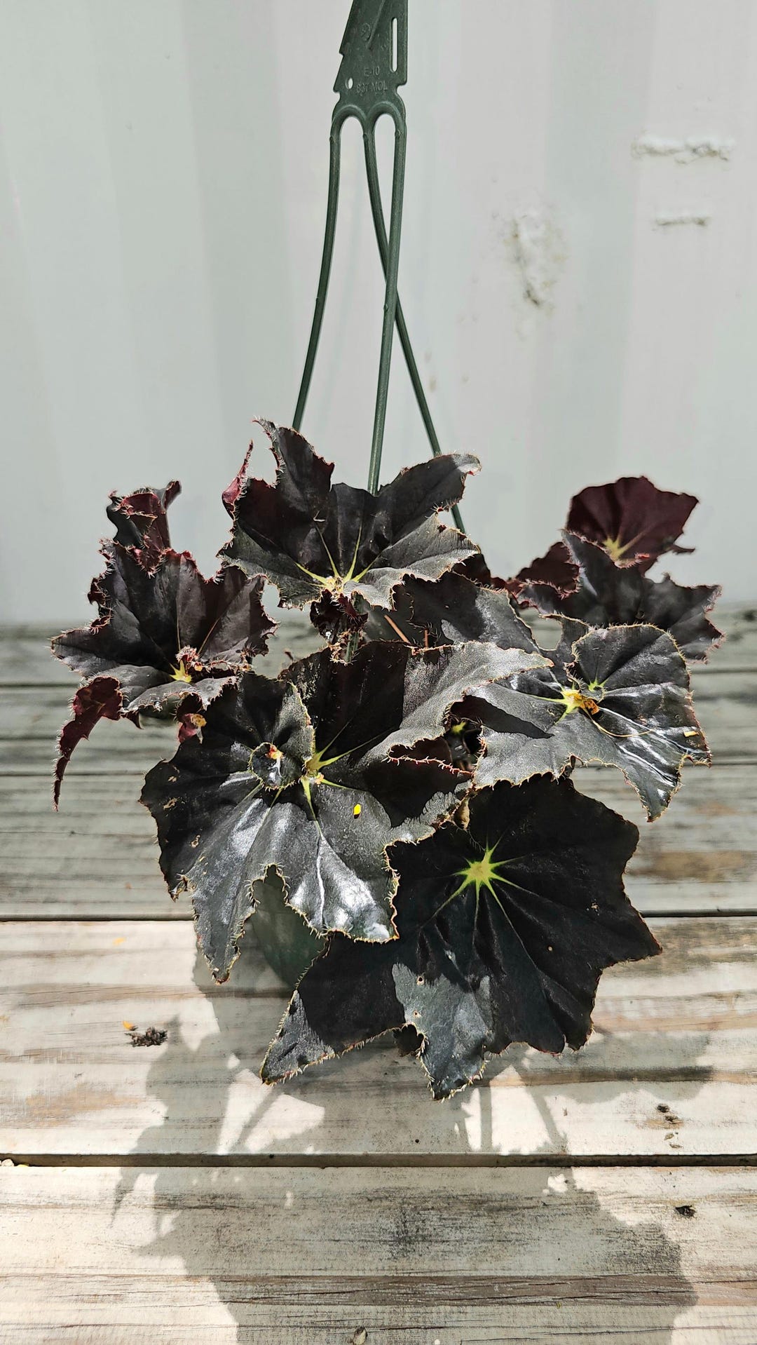 Black Magic Begonia HB 6" - Etsy