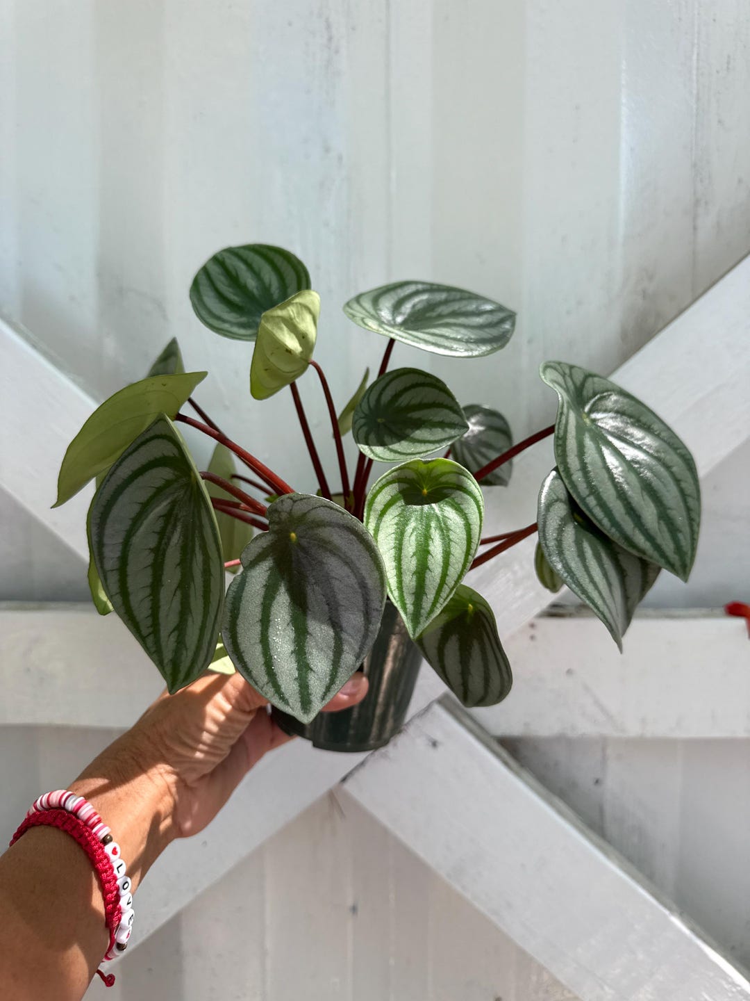 Peperomia 4" Assorted - Etsy