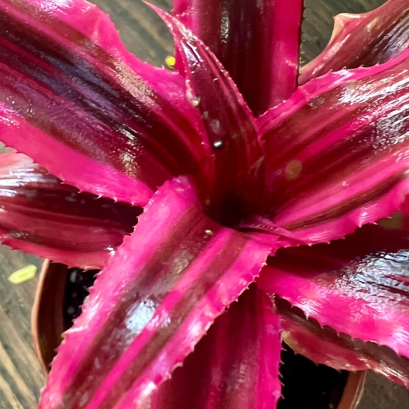 Cryptanthus - Etsy