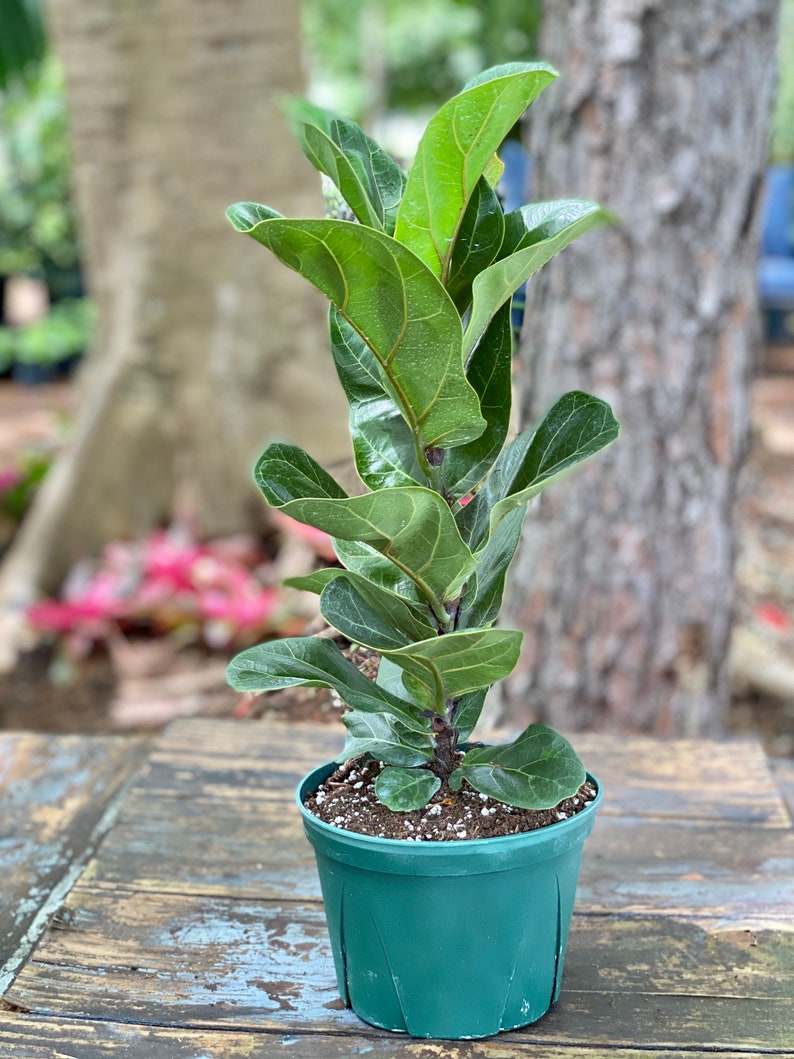 Dwarf Ficus Lyrata Bambino Fiddle Leaf Fig | Etsy
