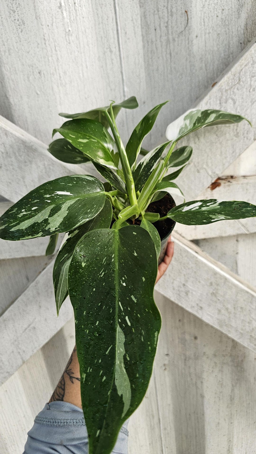 Philodendron White Wizard 4” | Rare Aroid With White Variegation ...