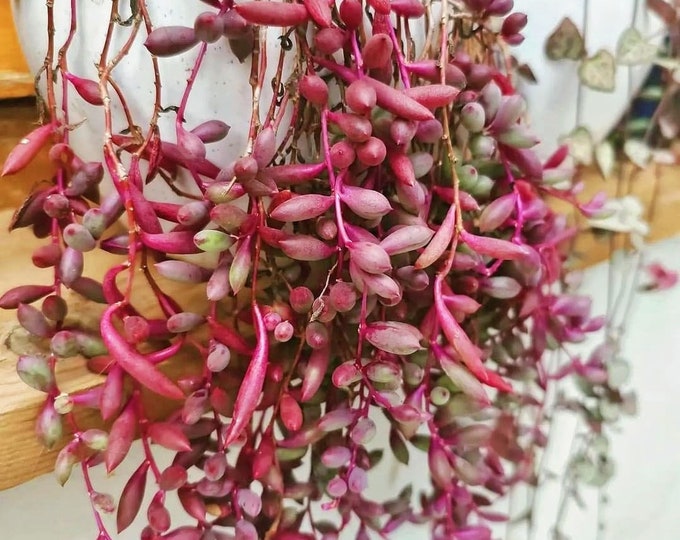 String of Little Pickles Othonna Capensis ruby Necklace in - Etsy