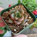 Peperomia ruby Cascade Trailing Succulent, Indoor Plant - Etsy