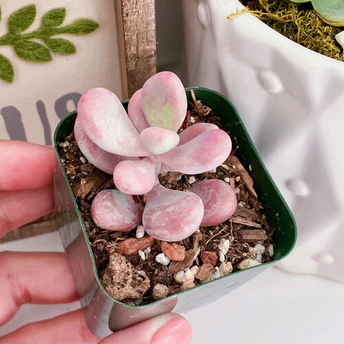 Rare Pink Moonstone Succulents Pink Pebble Rosette Plants | Etsy