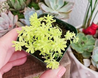 Sedum Japonicum Tokyo Sun - Etsy