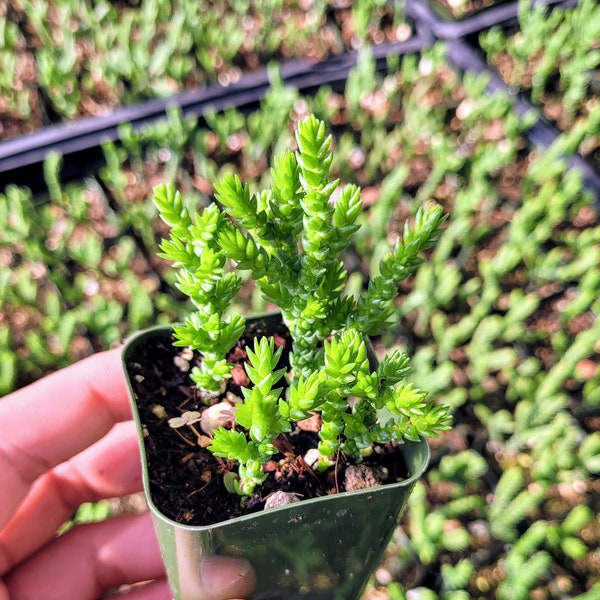 Princess Pine - Etsy