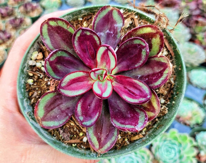 Echeveria Nodulosa, Painted Lady Echeveria, Live Succulent 2" Pot - Etsy