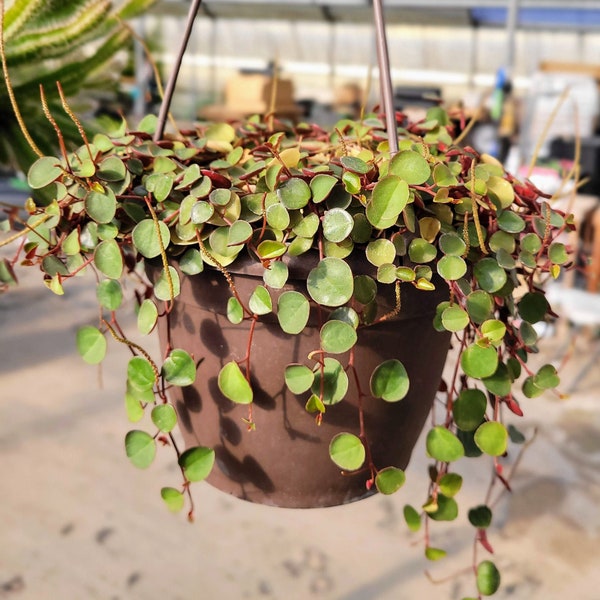 Peperomia Ruby Cascade - Etsy