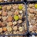 Assorted Lithops in 2 Inches Pot - Etsy