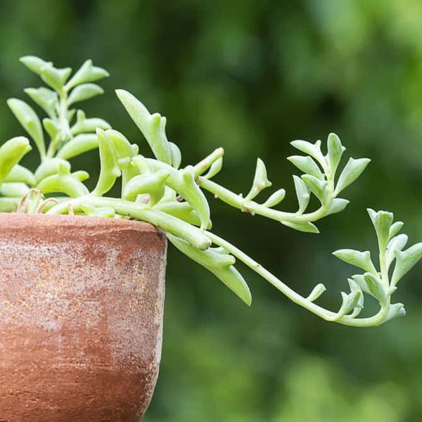 Trailing Plant - Etsy