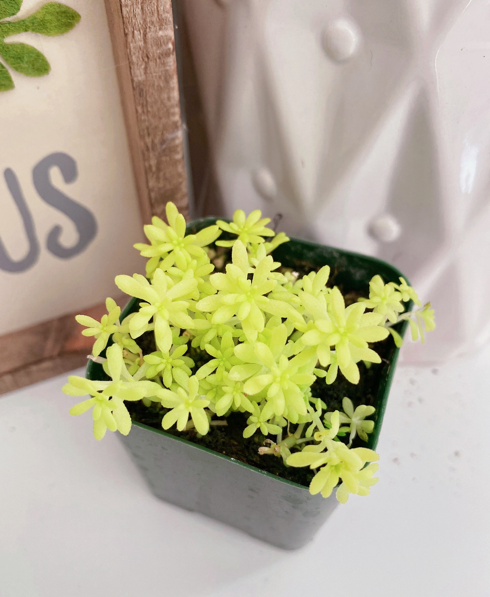RARE Sedum Japonicum 'tokyo Sun' 2 Inches Pot - Etsy