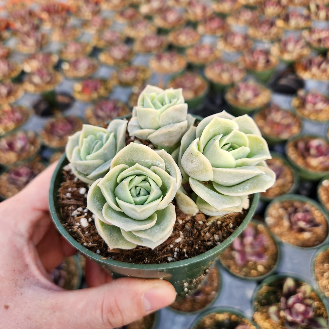 Rare Korean Graptoveria Lovely Rose 2 or 4 Inches Pot - Etsy