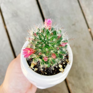 Powder Puff Cactus, Potted Cactus Plant, Mammillaria Bocasana, in 2 ...
