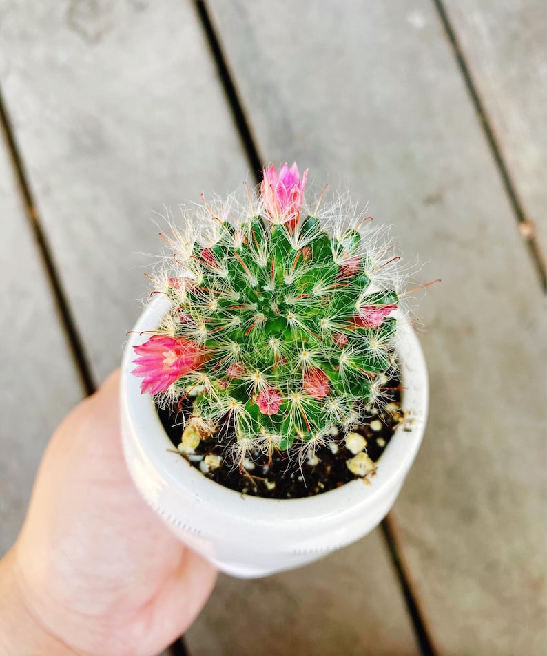 Powder Puff Cactus, Potted Cactus Plant, Mammillaria Bocasana, in 2 ...