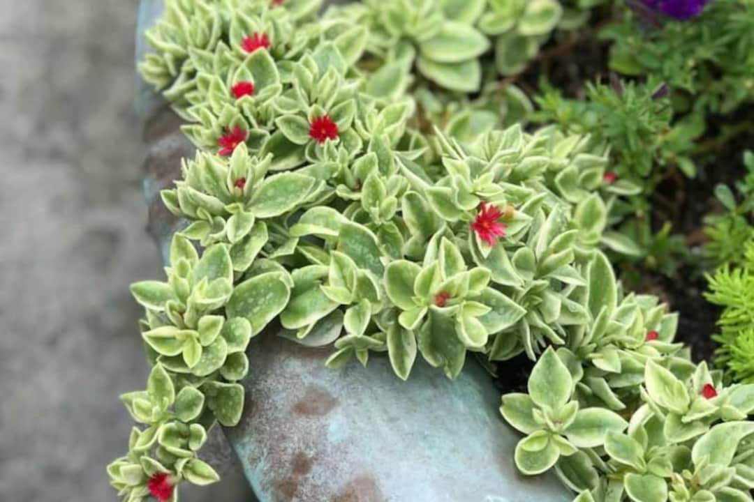 Variegated Aptenia Cordifolia "red Apple" Ice Plant, Ground Cover in 4" Pot - Etsy