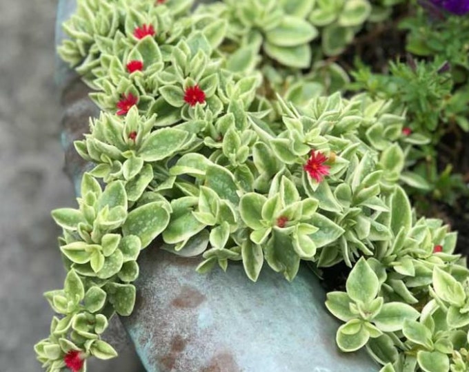 Variegated Aptenia Cordifolia red Apple Ice Plant, Ground Cover in 4 ...