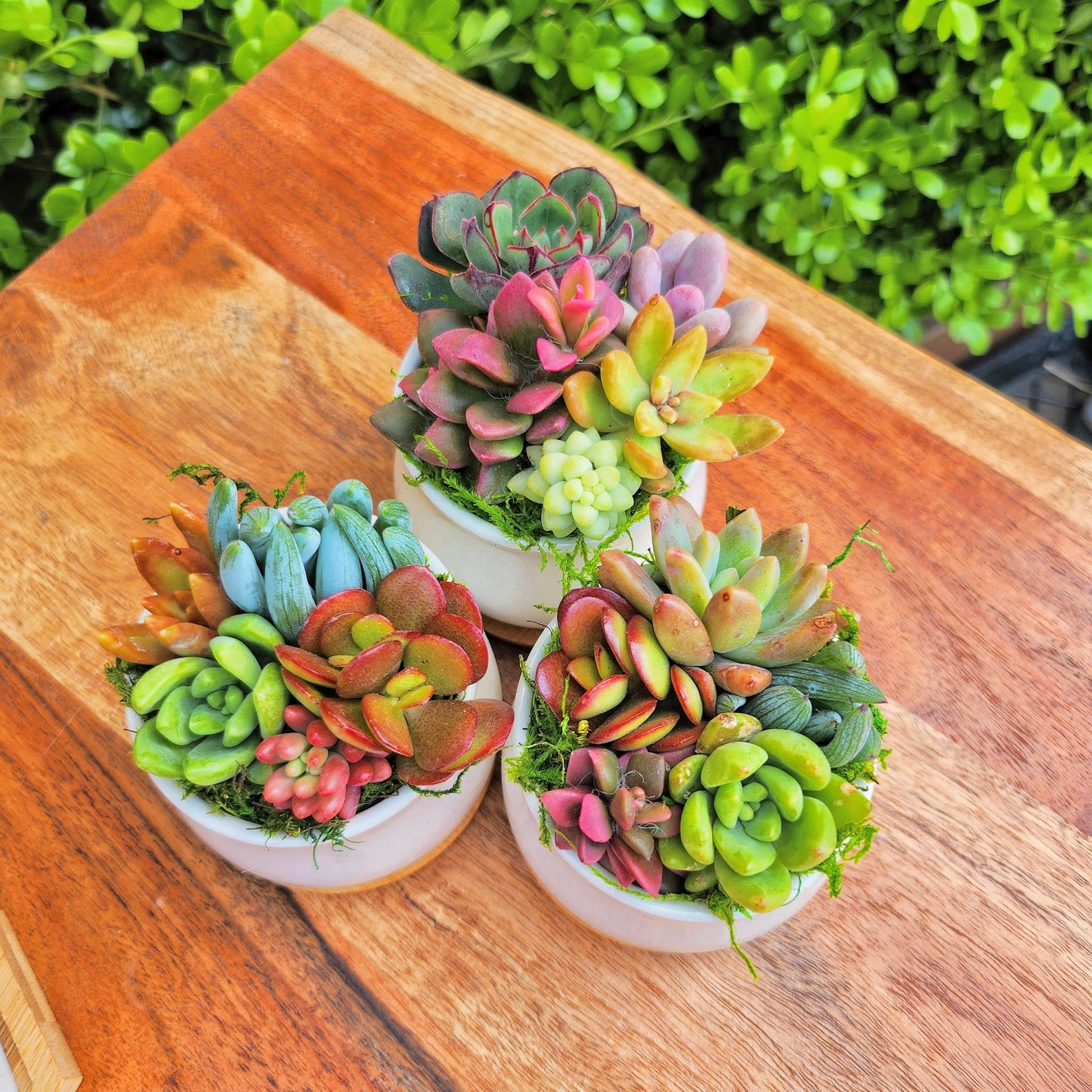 Honey Bubbles Mini Succulent Garden in Ceramic Pots - Etsy