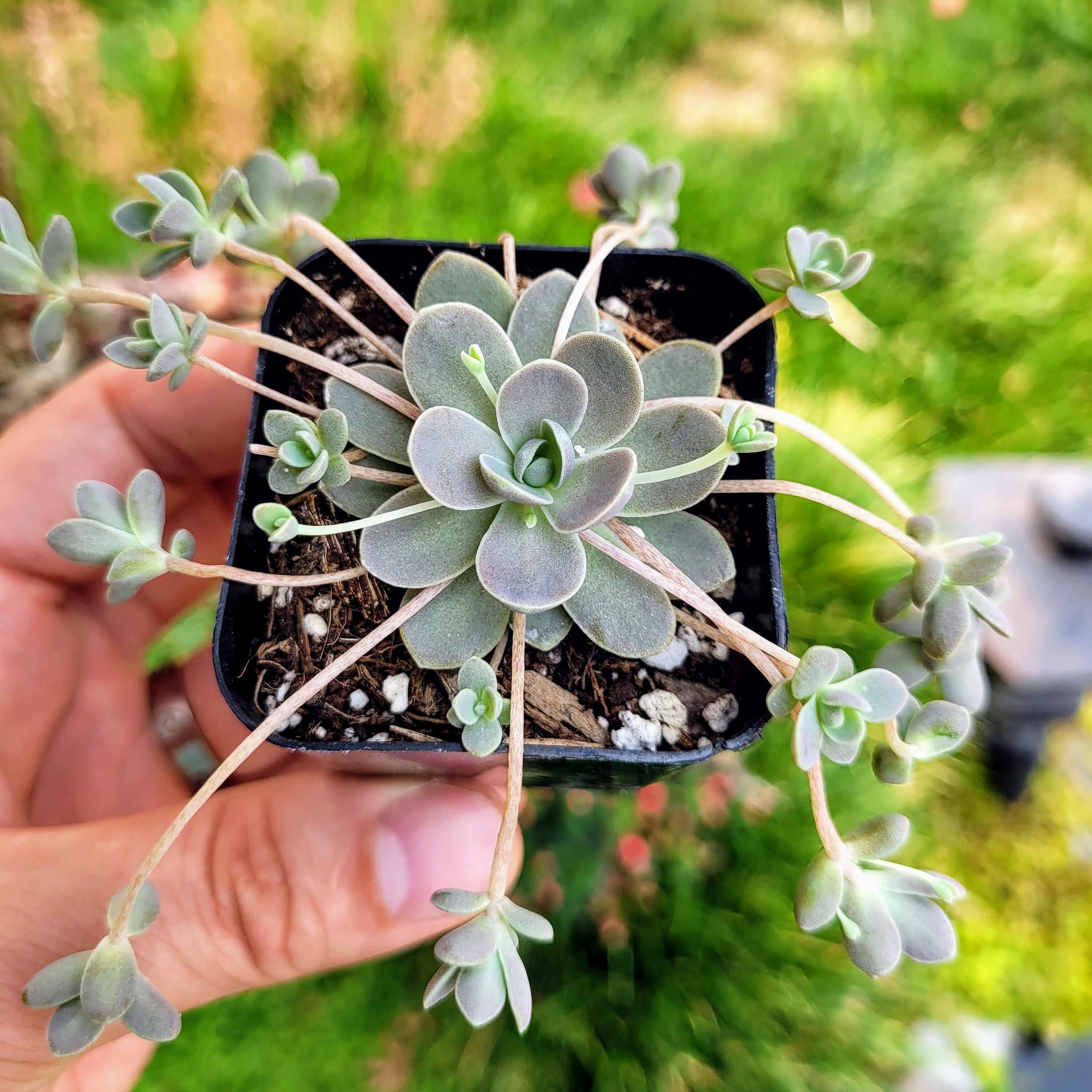 Orostachys Iwarenge Chinese Dunce Cap 2 4 pot - Etsy