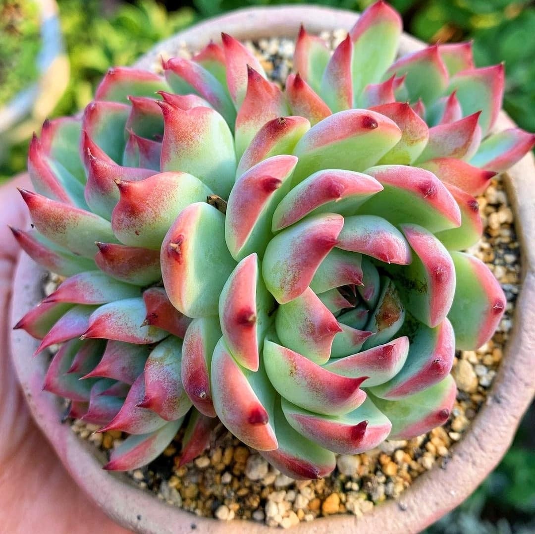 Echeveria Colorata Succulent in 2” Pot - Etsy