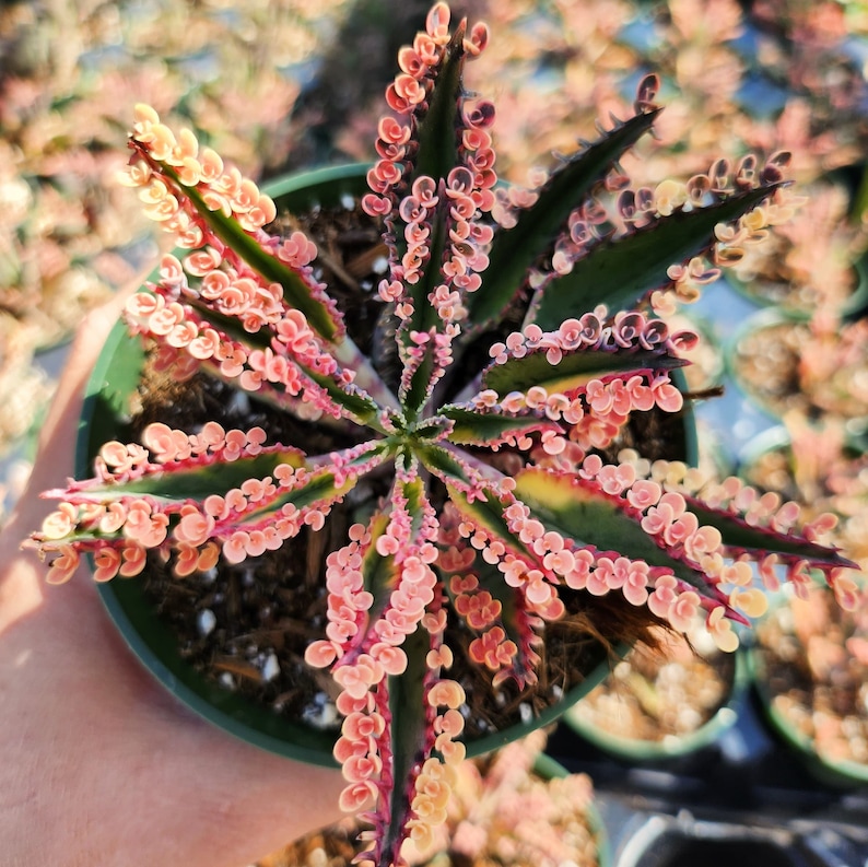 Variegated Pink Mother of Millions Plant Mother of Thousands - Etsy