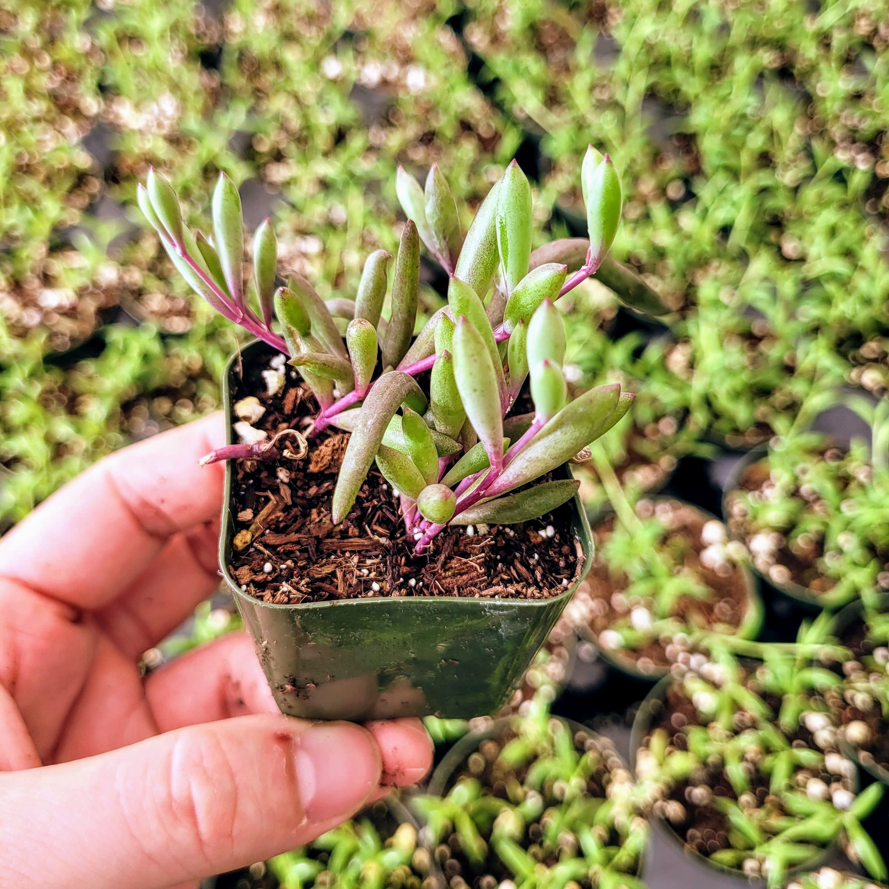 String of Little Pickles, Othonna Capensis ‘ruby Necklace’ in 2 Inches ...