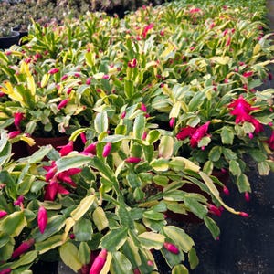4" Pot of Variegated Christmas Cactus Schlumbergera Rare Succulent ...