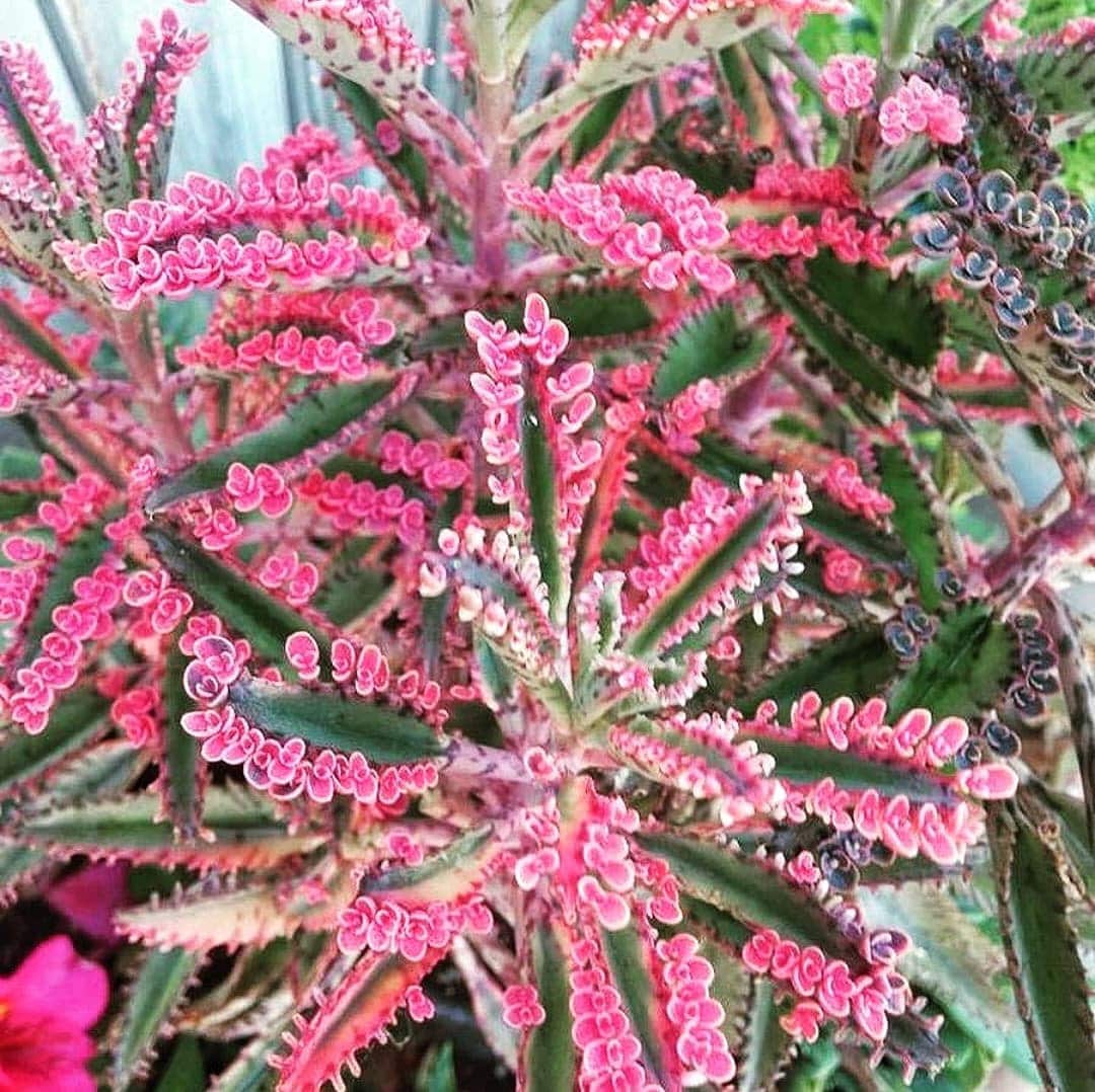 Variegated Pink Mother of Millions Plant, Mother of Thousands, Kalachoe ...