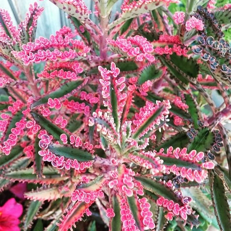 Variegated Pink Mother of Millions Plant Mother of Thousands - Etsy