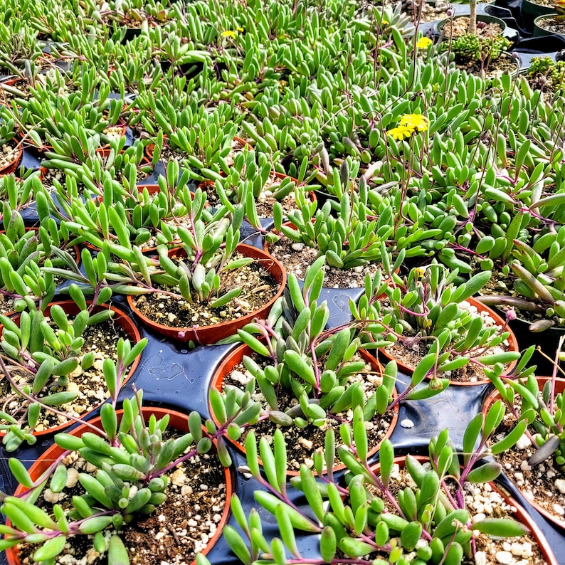 String of Little Pickles Othonna Capensis ruby Necklace in - Etsy