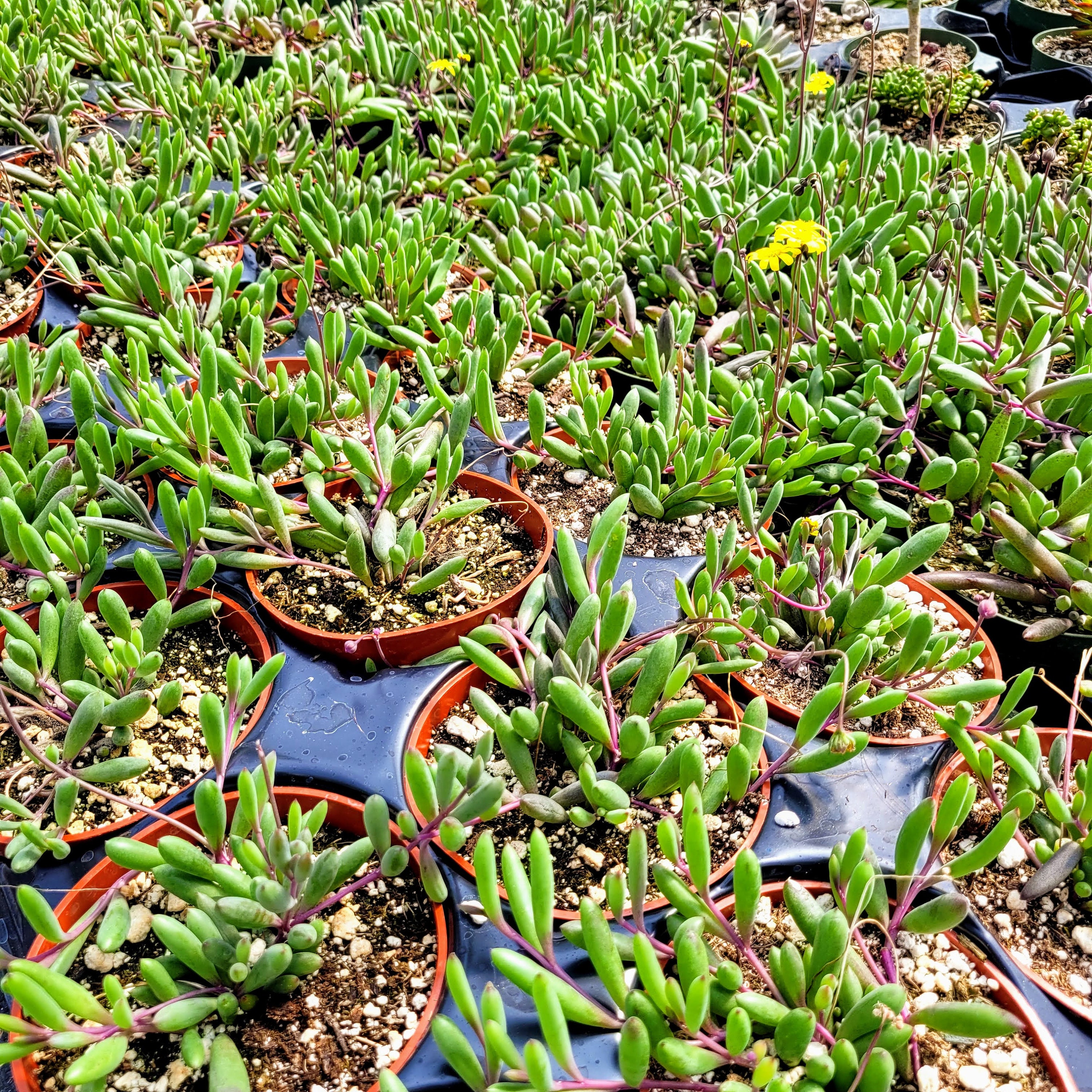 String of Little Pickles, Othonna Capensis ‘ruby Necklace’ in 2 Inches ...