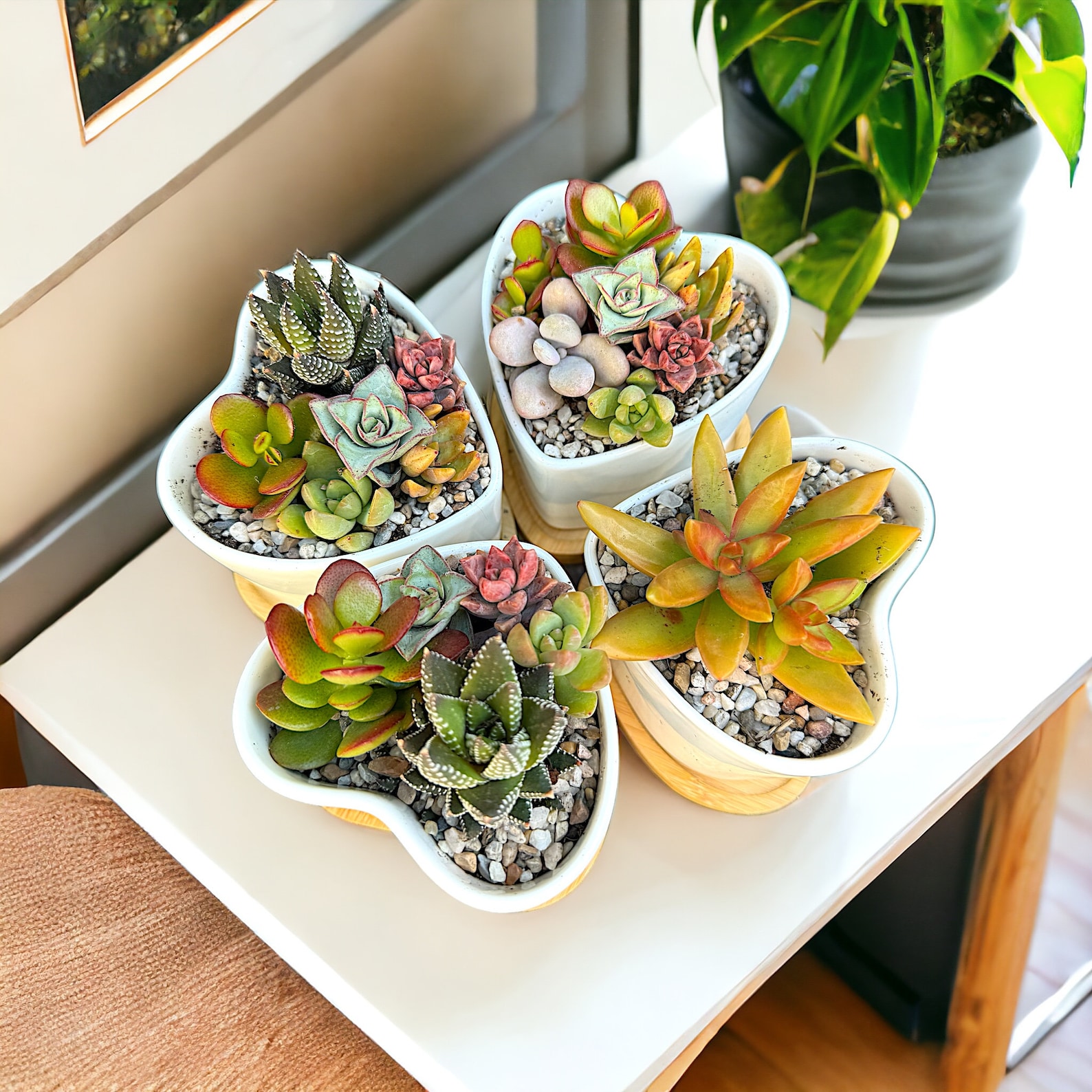 Honey Bubbles Mini Succulent Garden in Ceramic Pots - Etsy