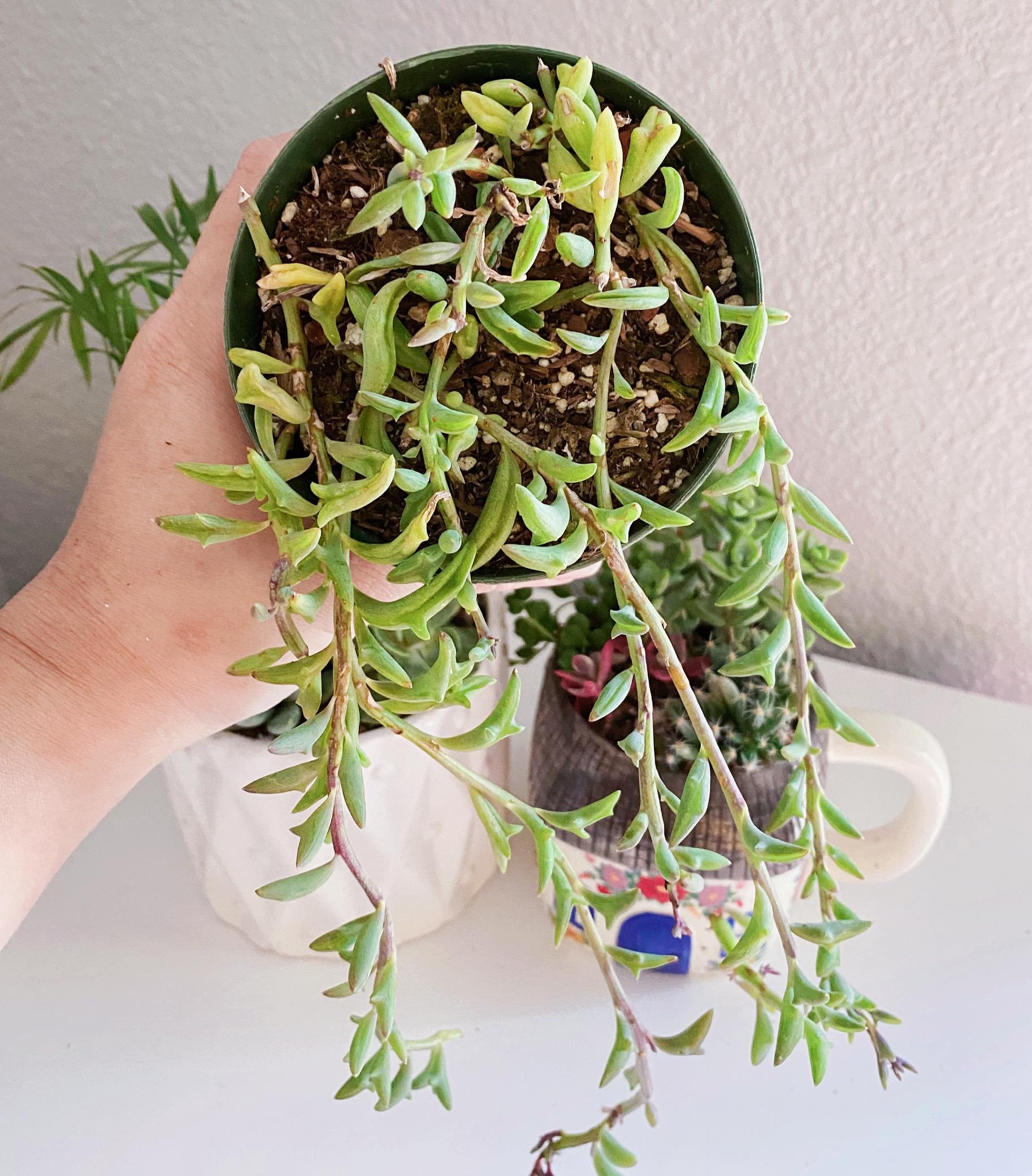 String of Dolphins Senecio Peregrinus Trailing Succulent - Etsy