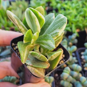Jade Plant | Crassula Ovata | Jade Succulent Plant | Succulent ...