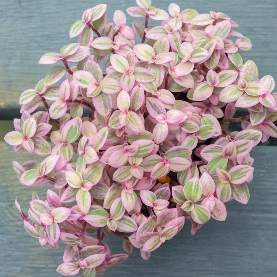 Callisia Repens Pink Panther, Pink Lady in 2 4 Pot - Etsy