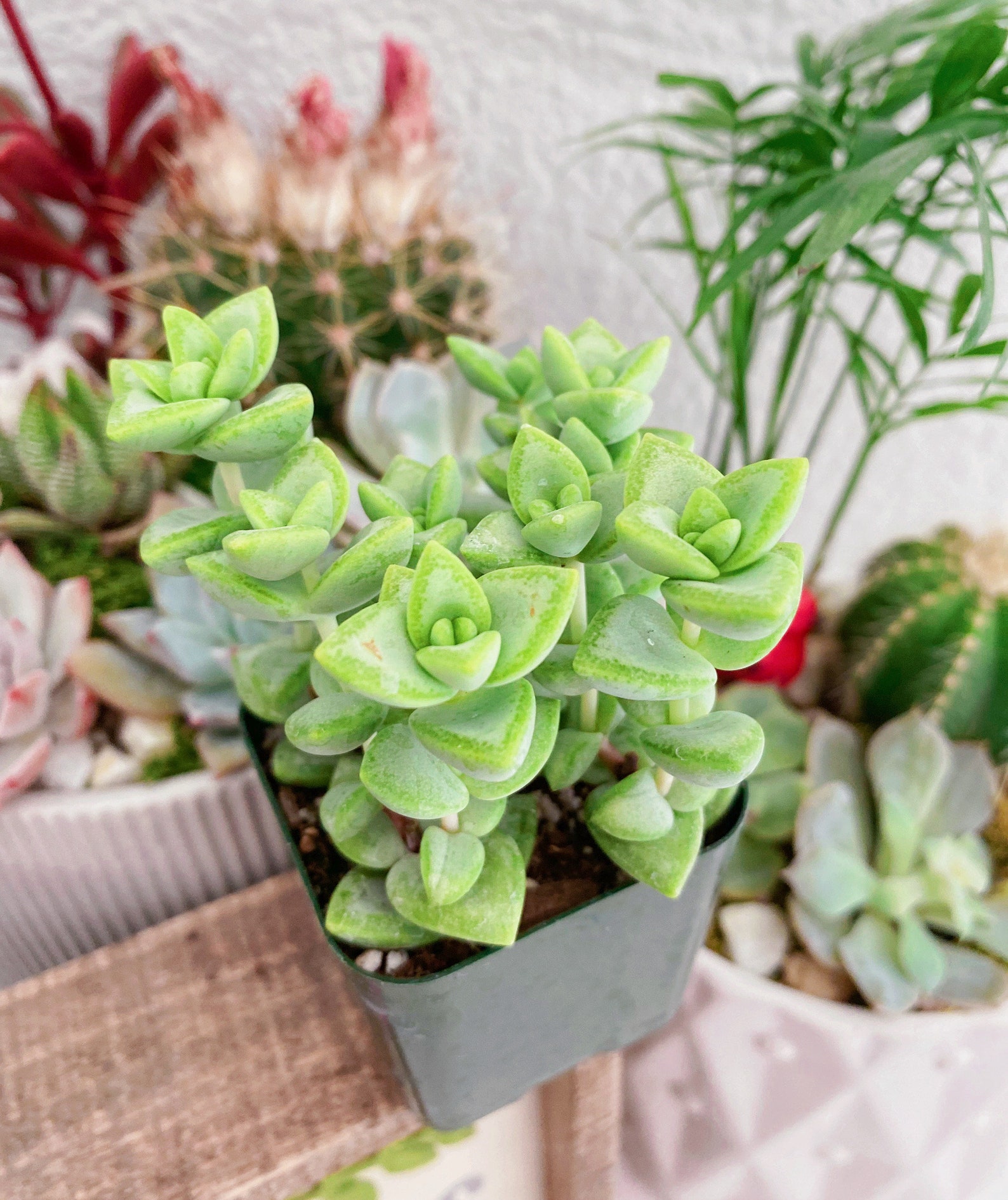 RARE Crassula Rupestris 2 Inches Pot Kebab Bush Rosary Vine - Etsy