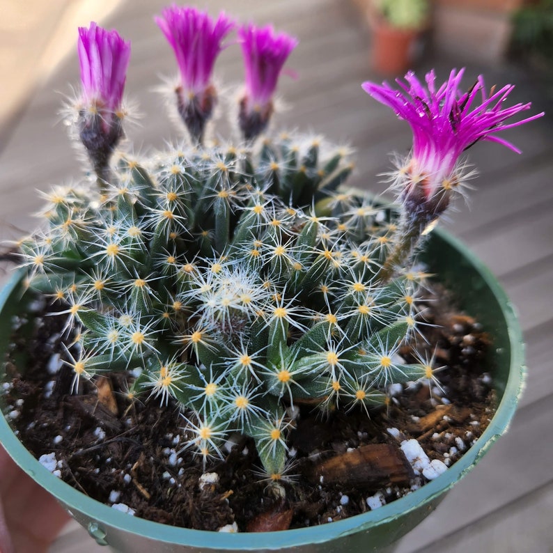 Rare Mini Desert Rose, Trichodiadema Densum, Miniature Dessert Rose ...