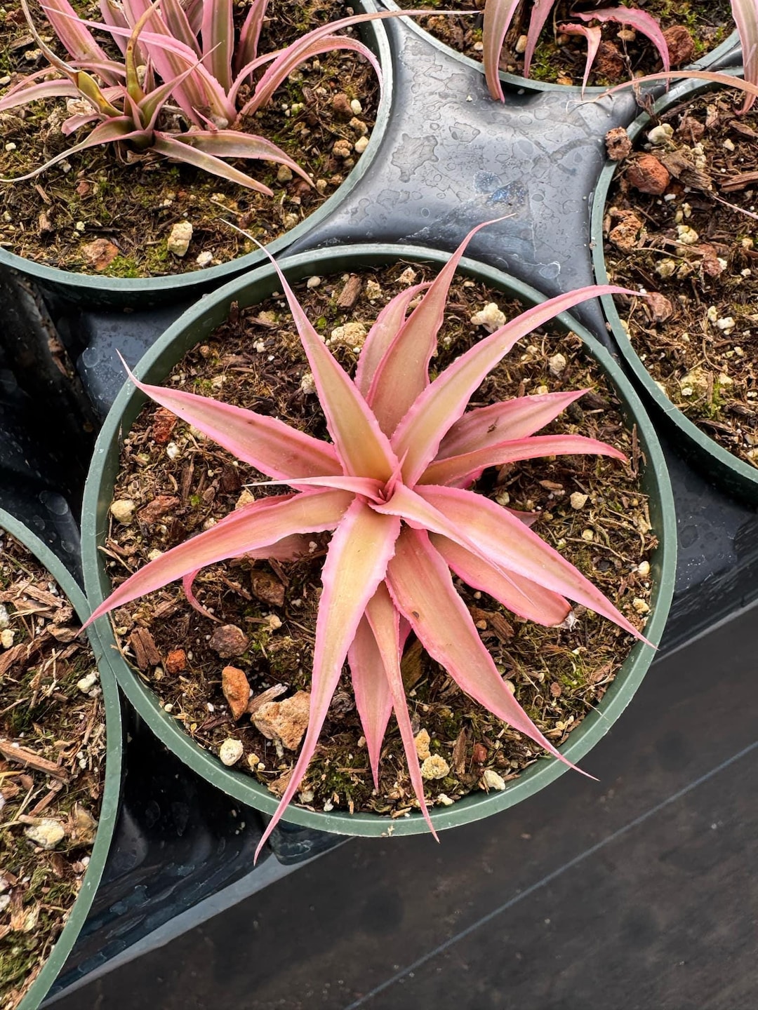 Pink Cryptanthus 'earth Star' 4-inch Plant, Unique Rosette - Shaped ...