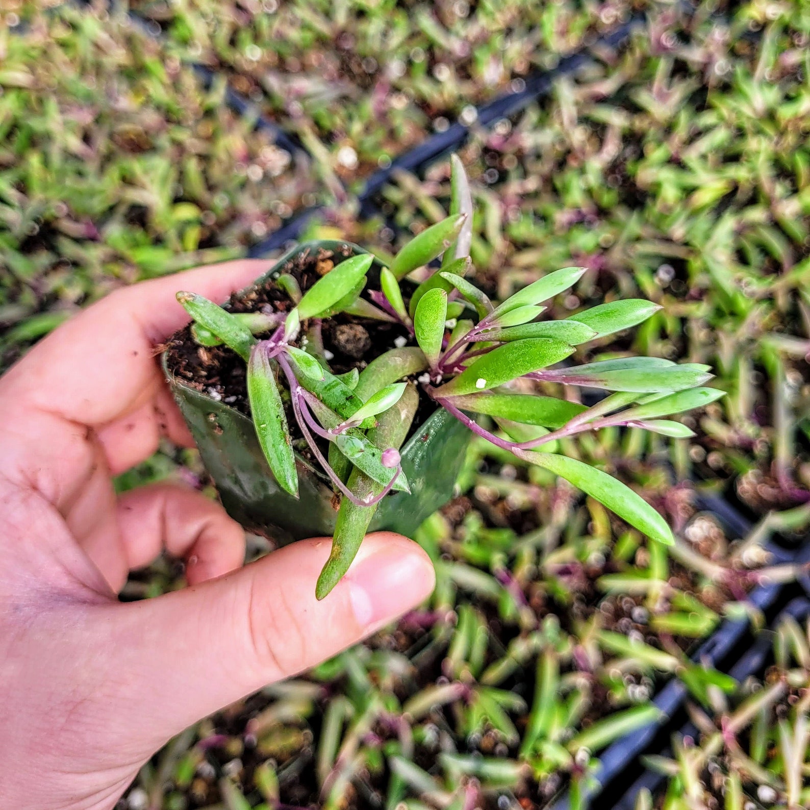 String of Little Pickles, Othonna Capensis ‘ruby Necklace’ in 2 Inches ...