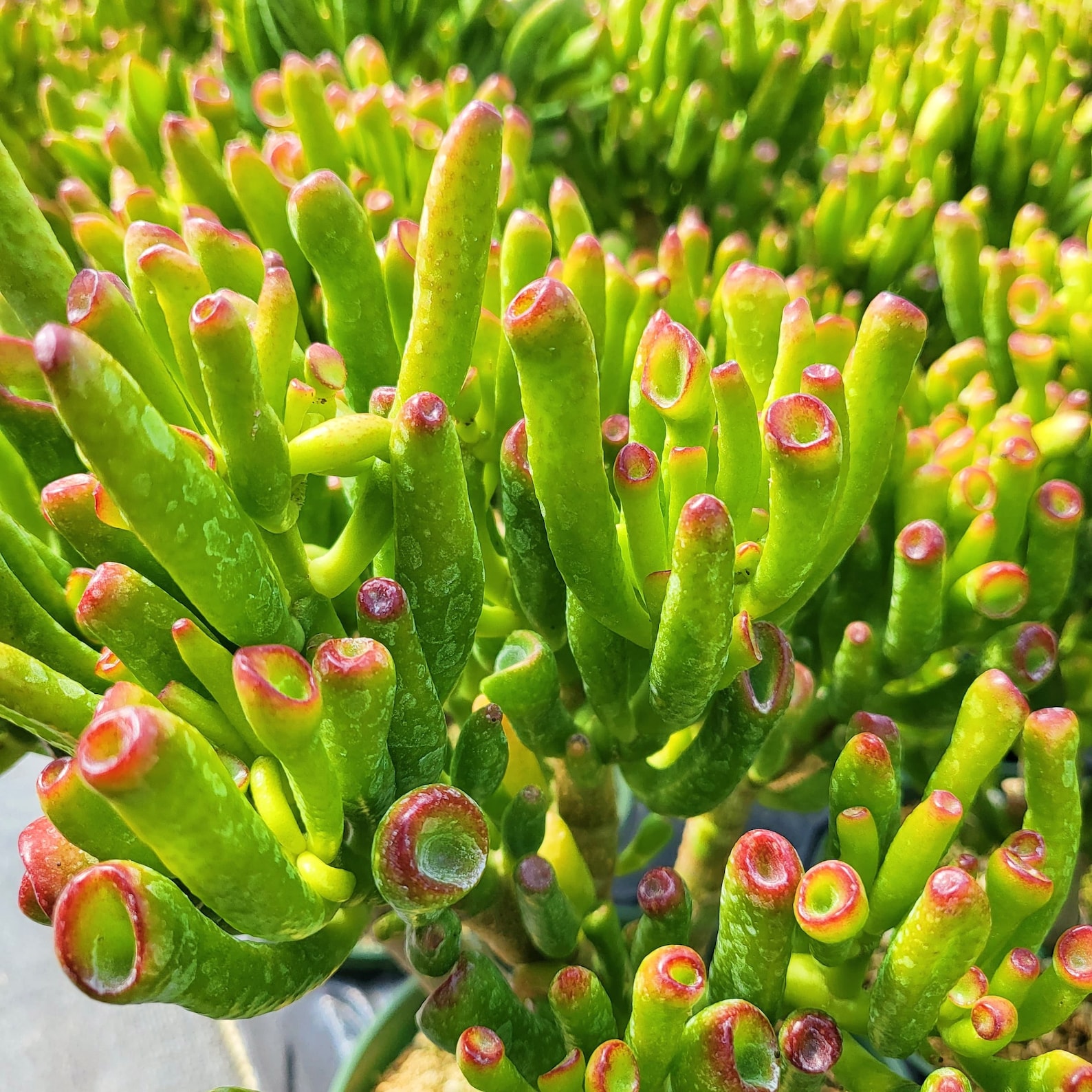 Crassula Ovata Gollum ET Fingers in 2 Inches Pot - Etsy