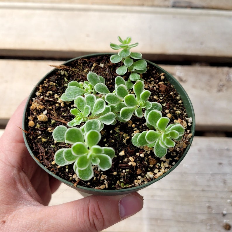 Variegated Sedum Makinoi Ogon Sedum Stonecrop Etsy